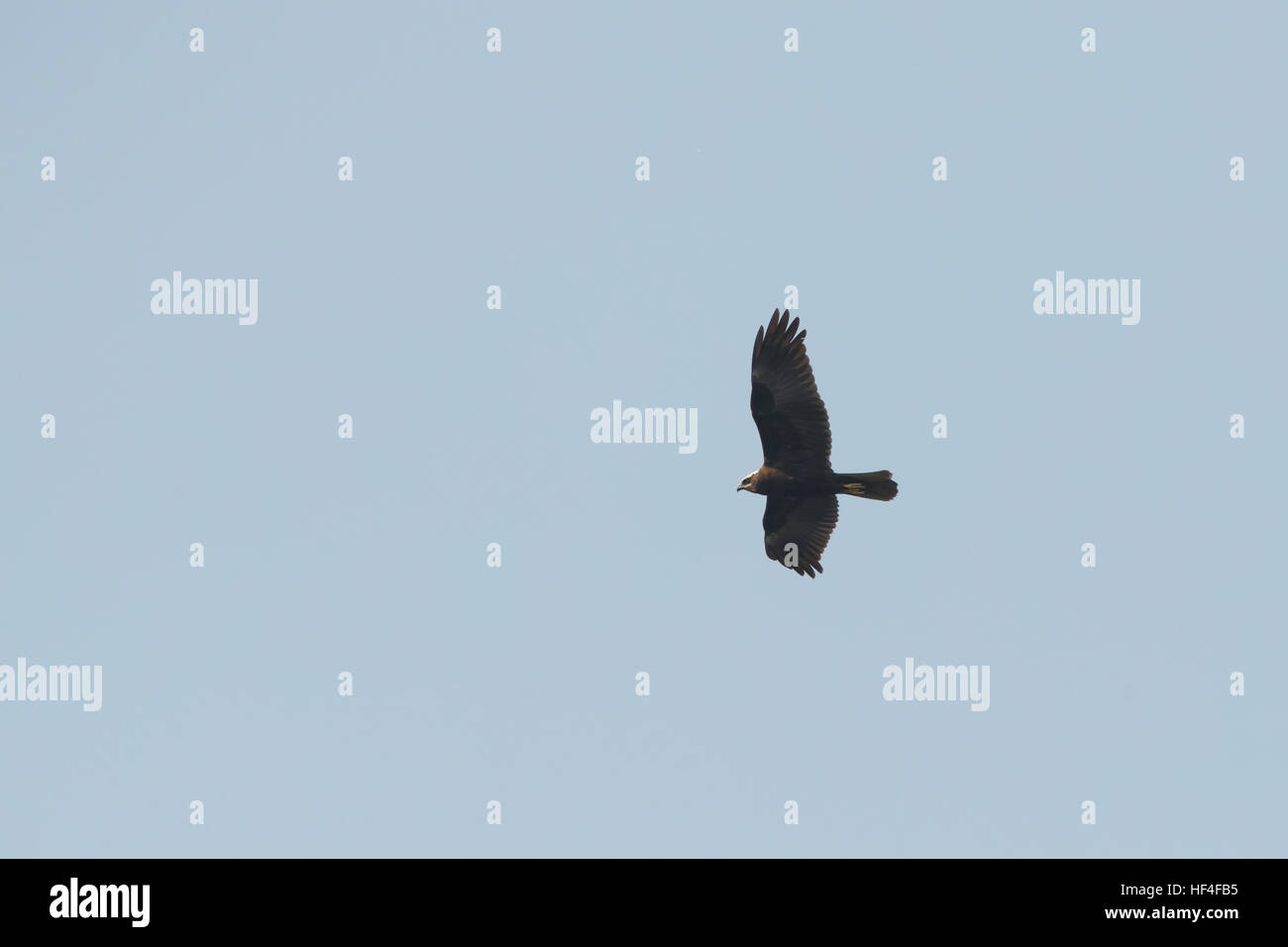 Juvenile great black hawk hi-res stock photography and images - Alamy