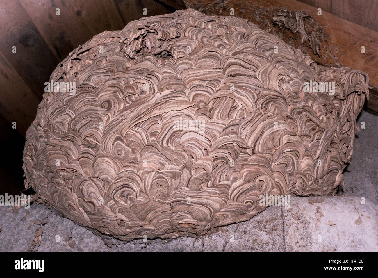 Huge European hornet nest Stock Photo - Alamy