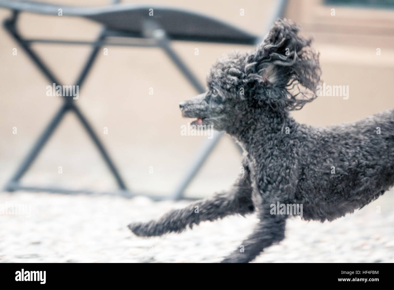 ,Miniature Poodle running Stock Photo - Alamy