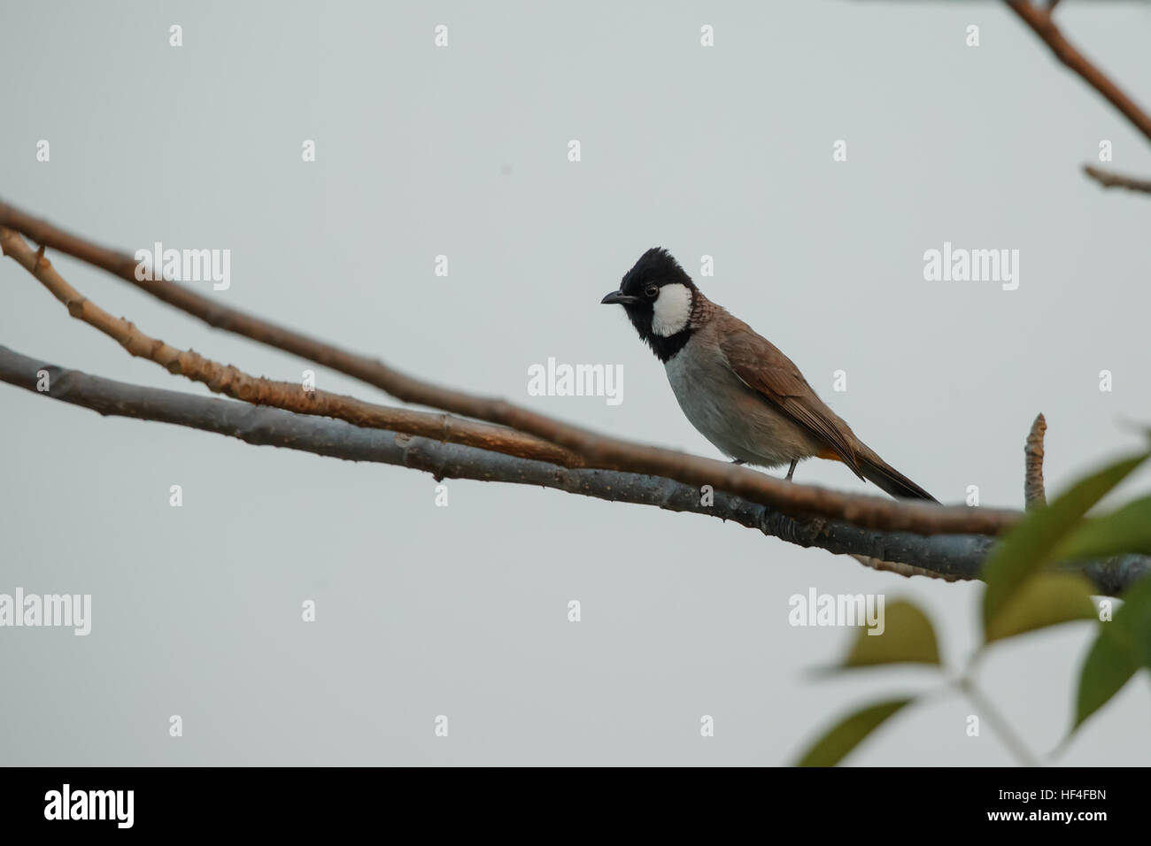 Bahrain national animal hi-res stock photography and images - Alamy