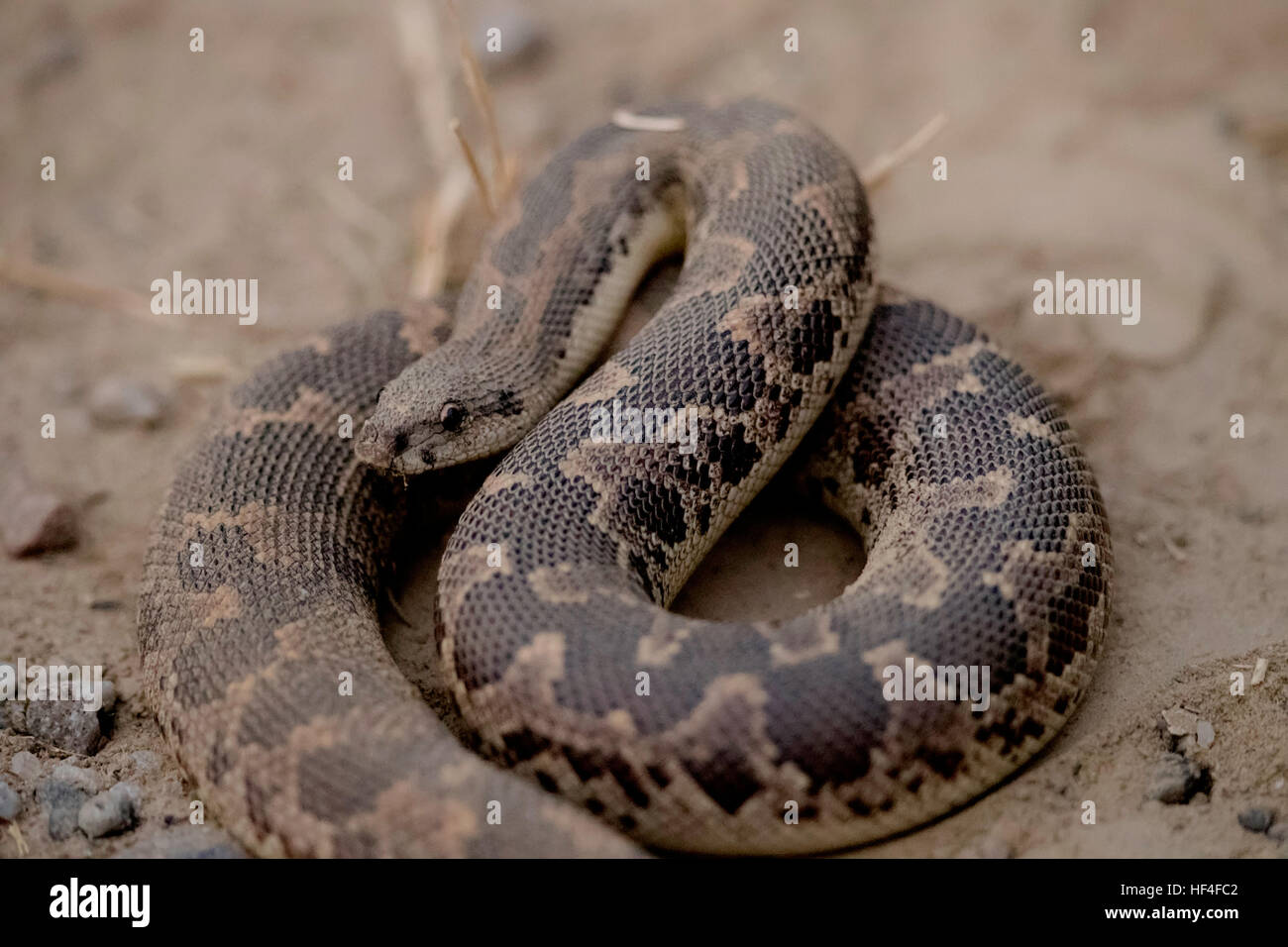 Dwarf boa hi-res stock photography and images - Alamy