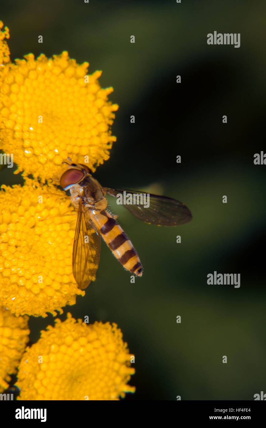 Buzz pollination fruit hi-res stock photography and images - Alamy