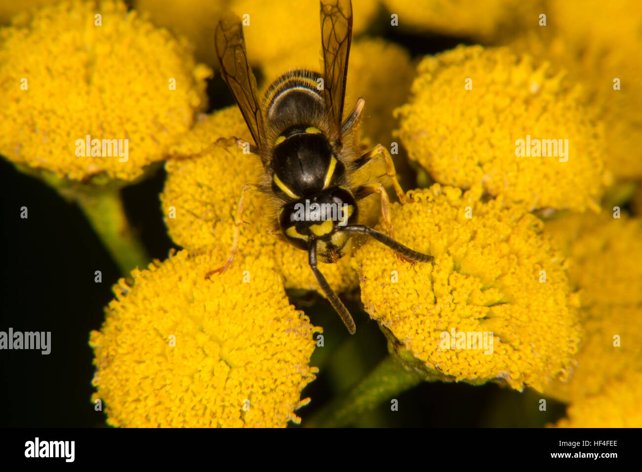Common Wasp on a Tansy flower foraging for pollen Stock Photo - Alamy