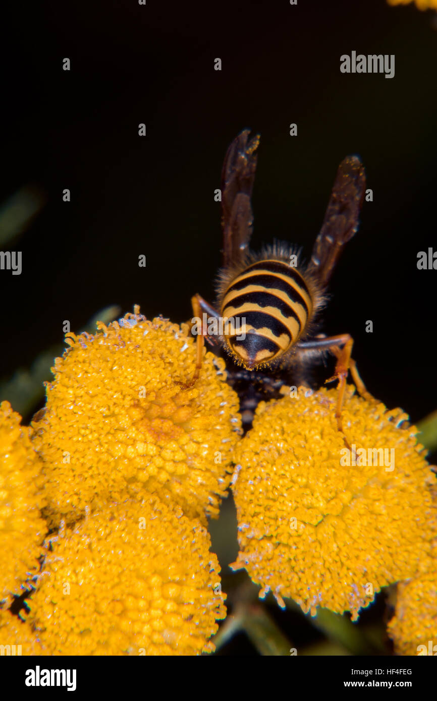 Common Wasp on a Tansy flower foraging for pollen Stock Photo - Alamy