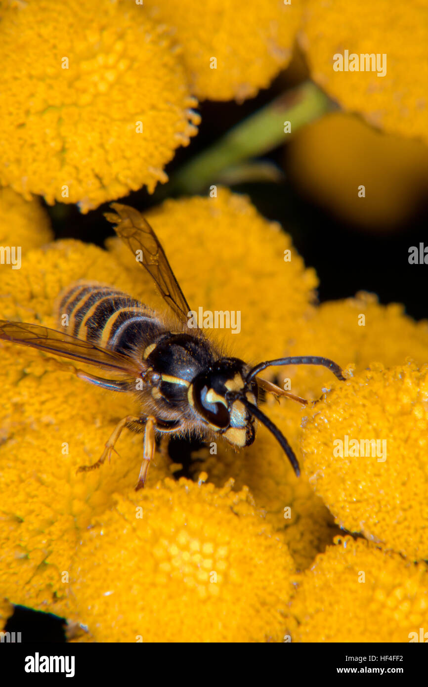 Common Wasp on a Tansy flower foraging for pollen Stock Photo - Alamy