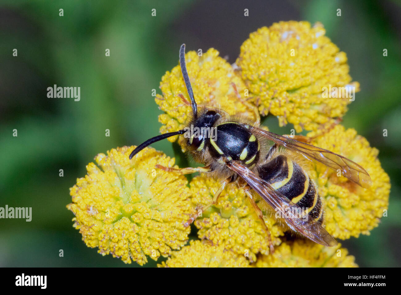 Common Wasp on a Stock Photo - Alamy