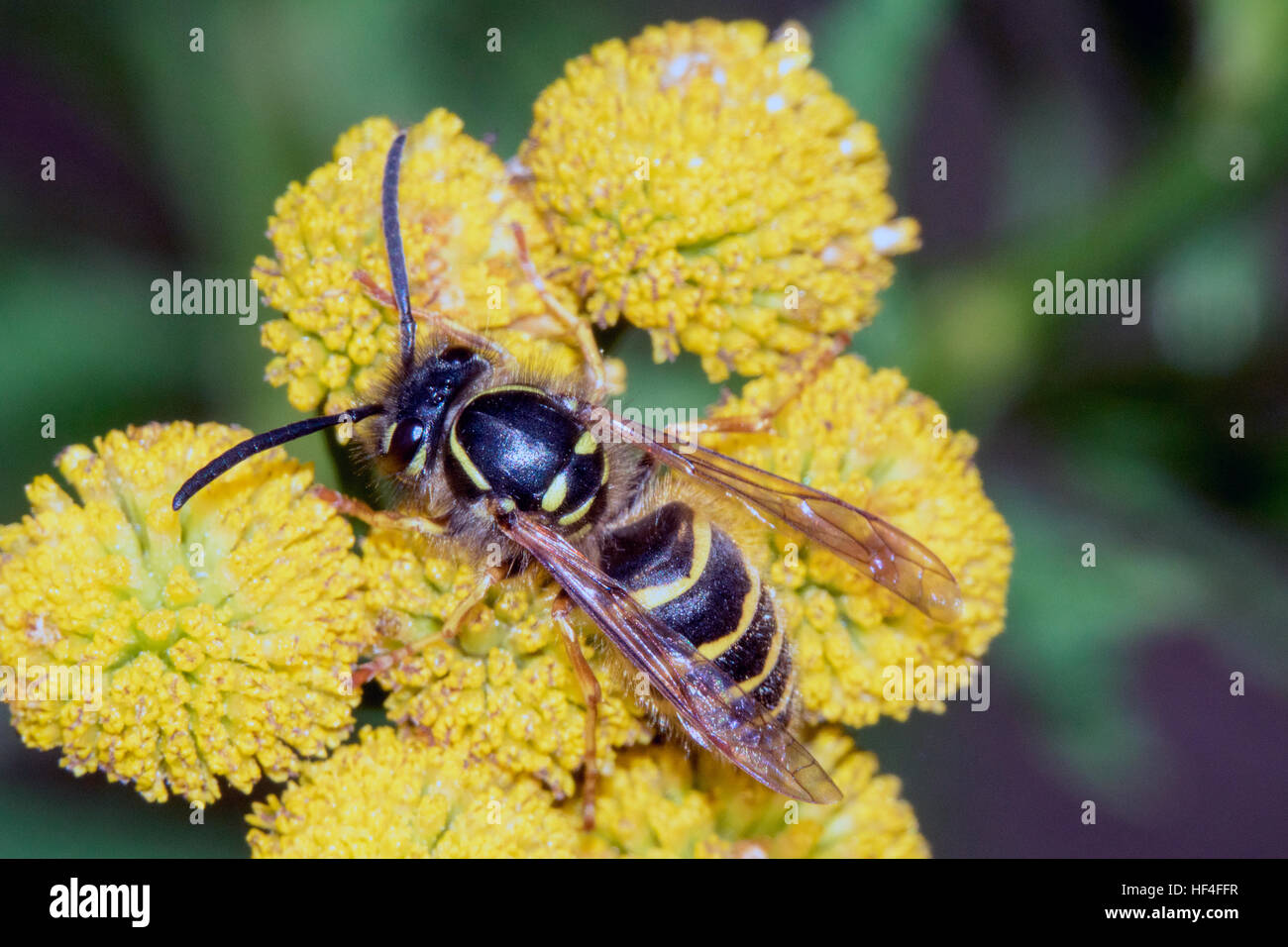 Common Wasp on a Stock Photo - Alamy