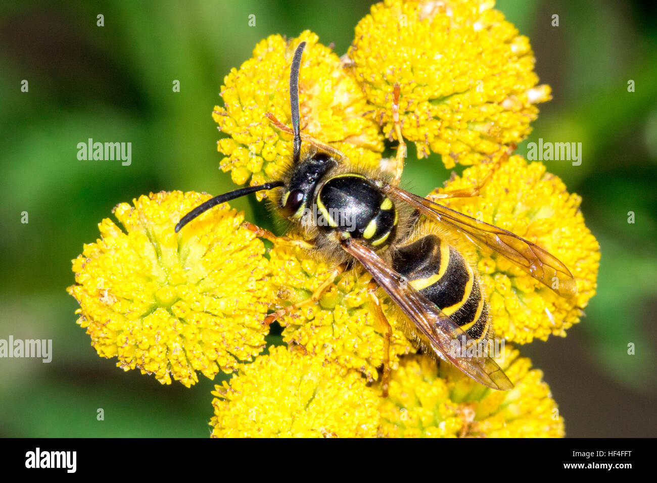 Common Wasp on a Stock Photo - Alamy