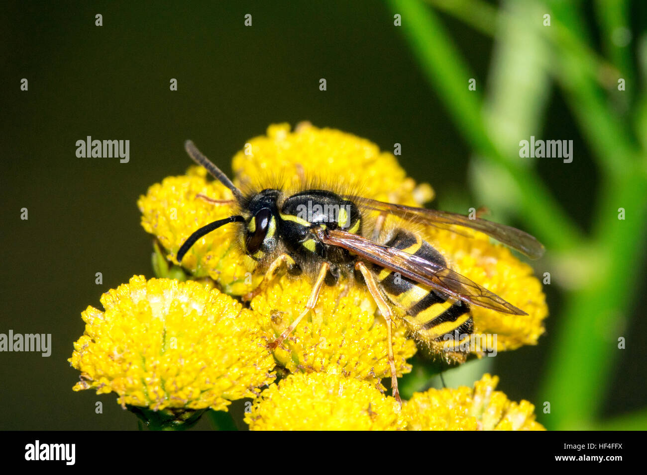 Common Wasp on a Stock Photo - Alamy