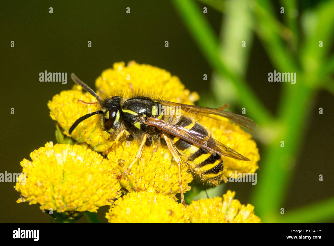 Common Wasp on a Stock Photo - Alamy