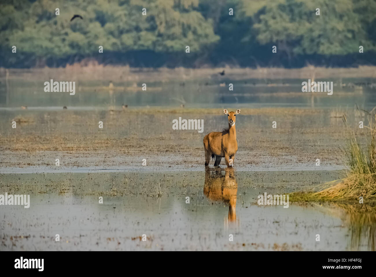 Nilgai (Boselaphus tragocamelus), also known as the nilgau or blue bull ...