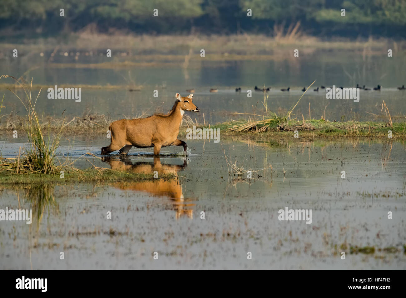 Nilgai (Boselaphus tragocamelus), also known as the nilgau or blue bull ...