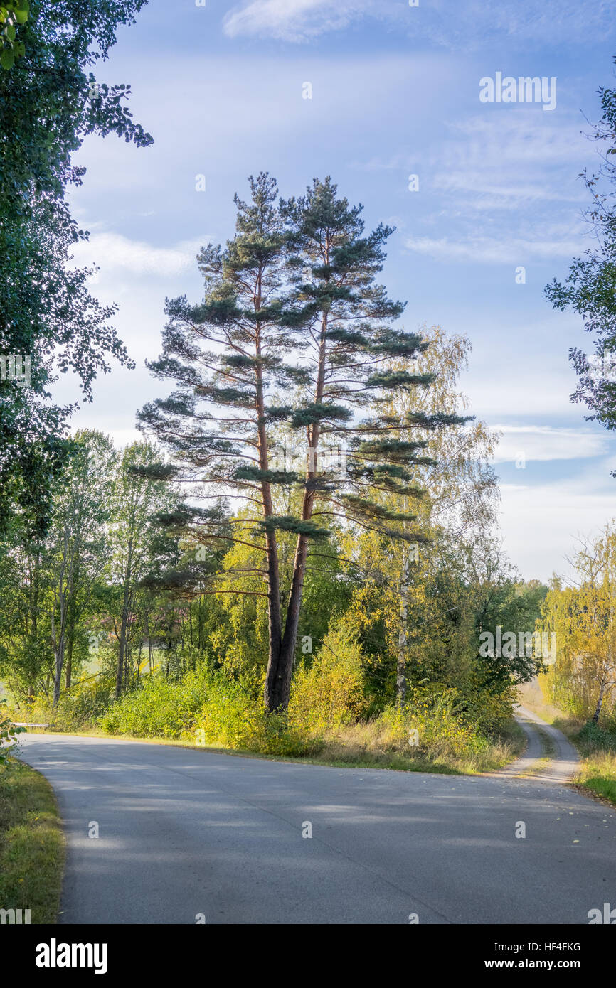 European redwood hi-res stock photography and images - Alamy