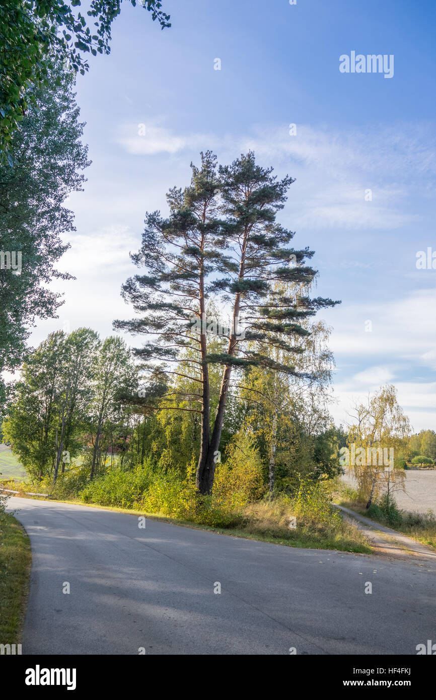 Scots pine with two trunks, by the road Stock Photo - Alamy
