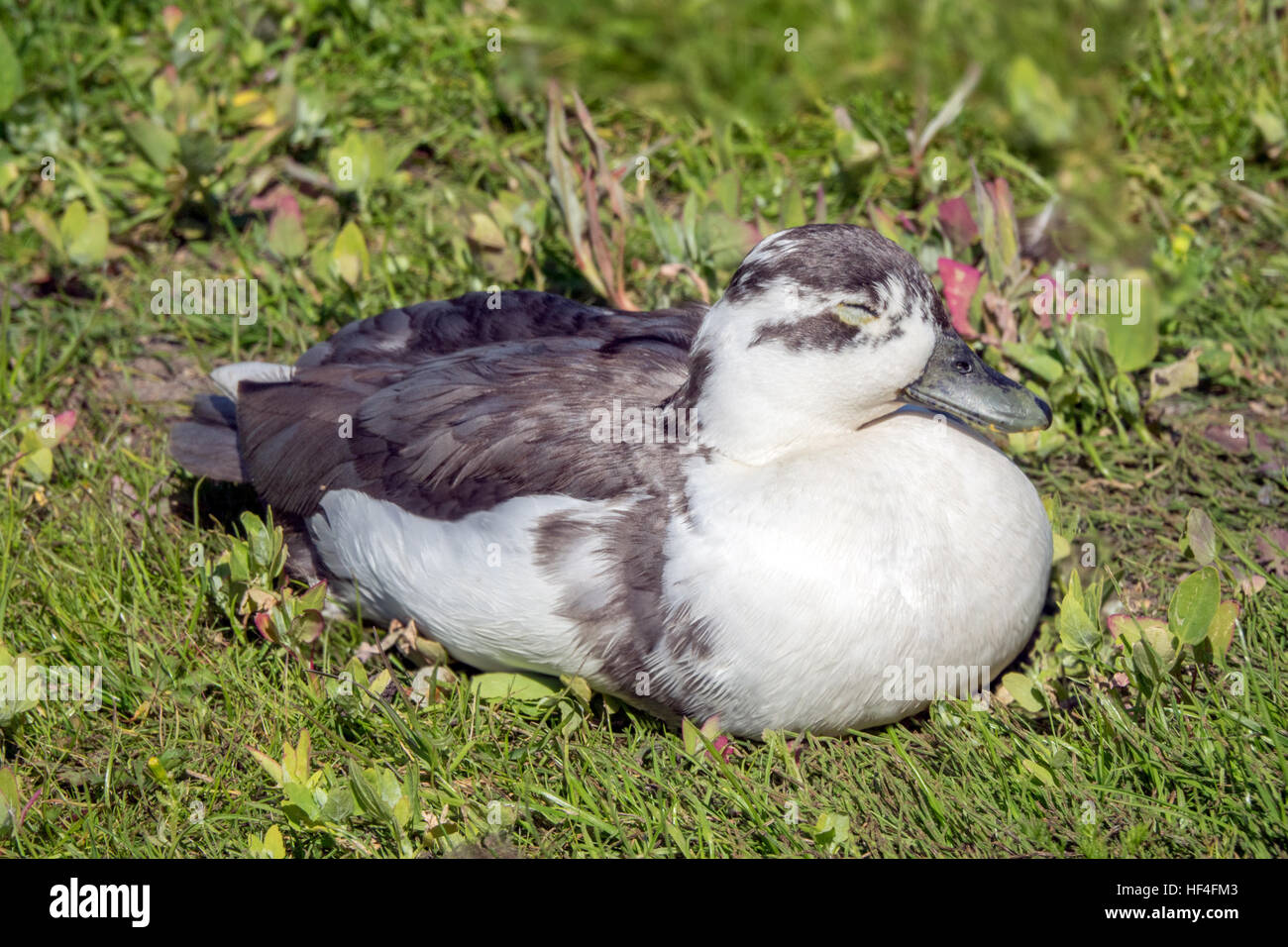 Grey duck baby sleep hi-res stock photography and images - Alamy
