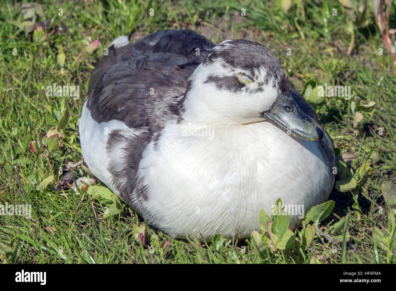 Baby rubber duck blanket hi-res stock photography and images - Alamy