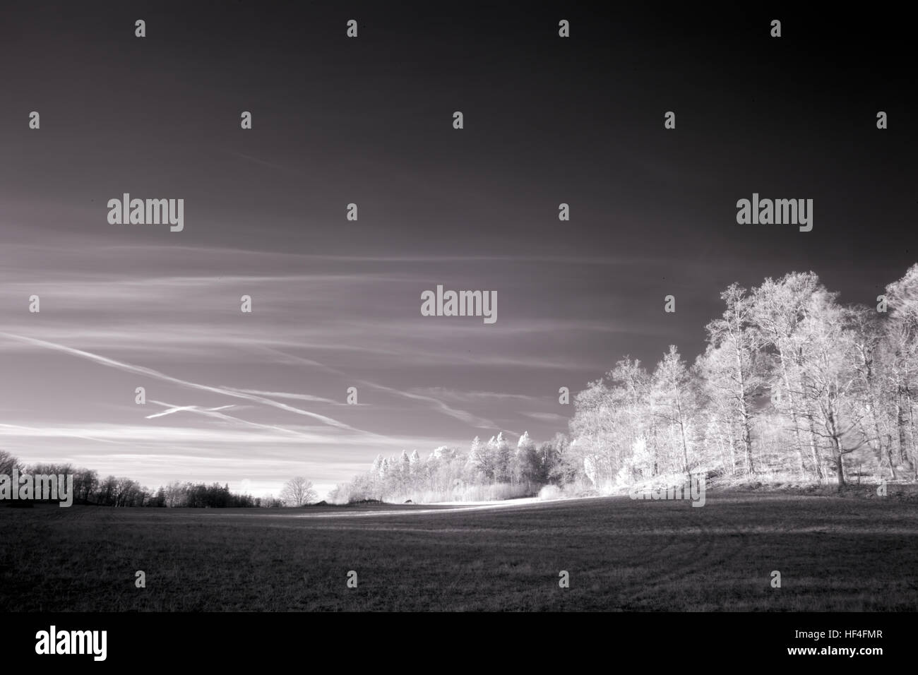 Thermal imaging forest hi-res stock photography and images - Alamy