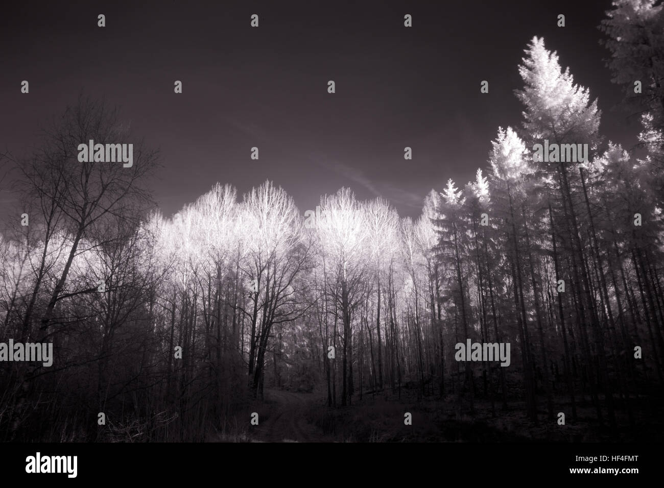 Forest in infrared in november Stock Photo - Alamy