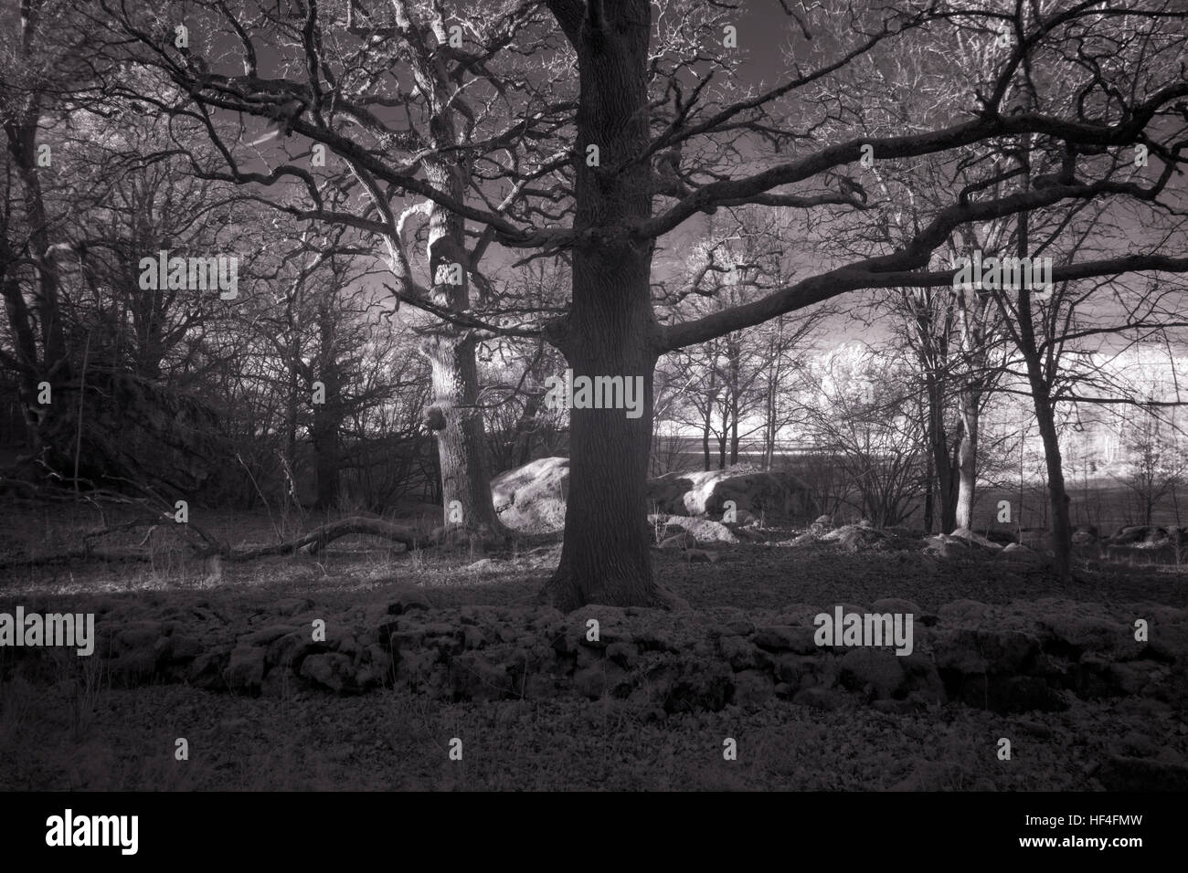 Forest in infrared in november Stock Photo - Alamy