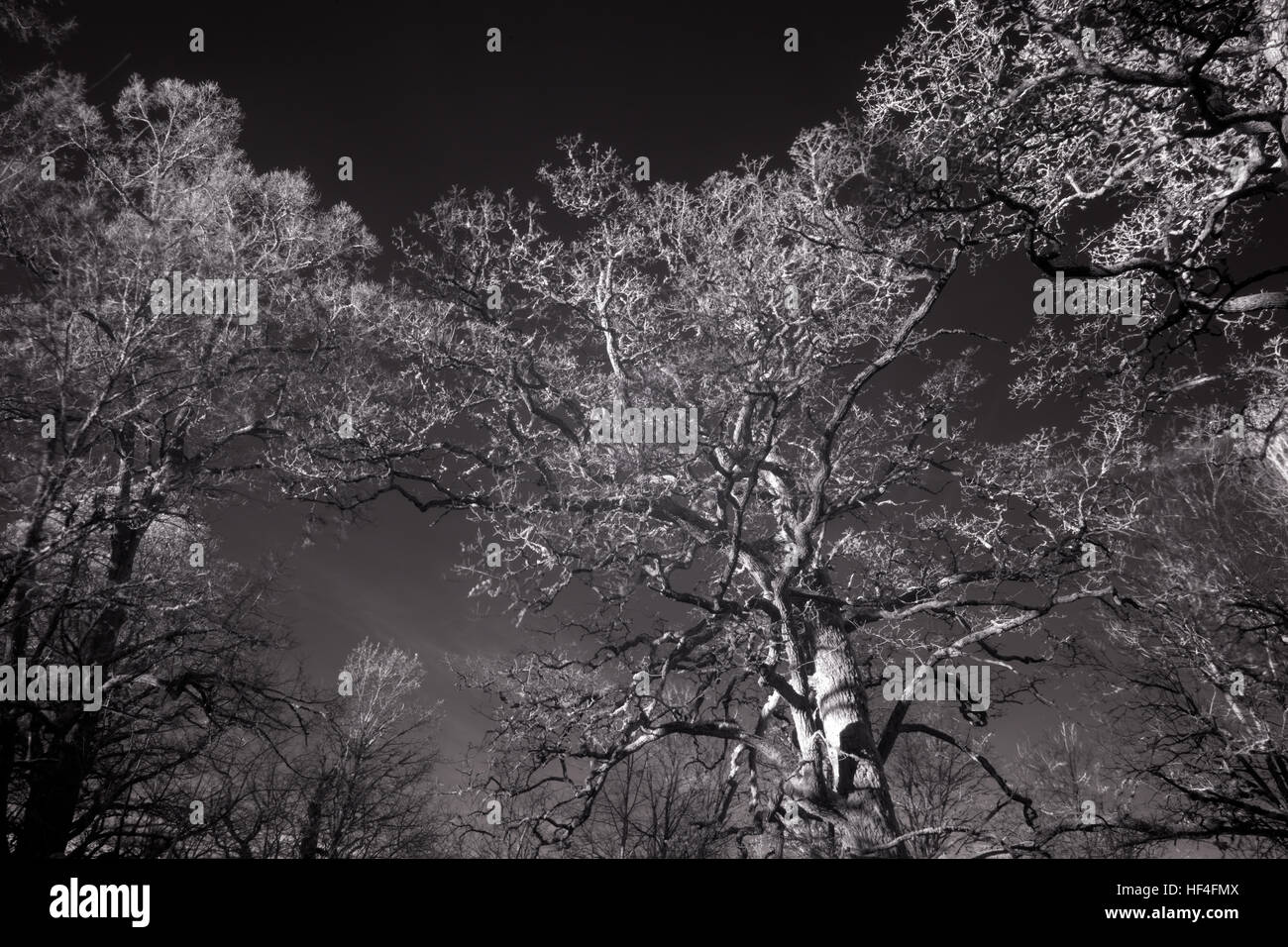 Forest in infrared in november Stock Photo - Alamy