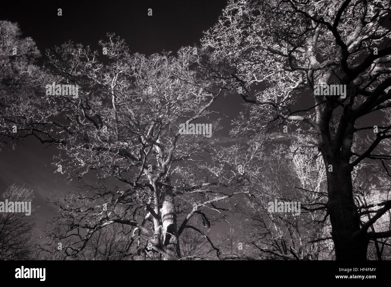 Forest in infrared in november Stock Photo - Alamy