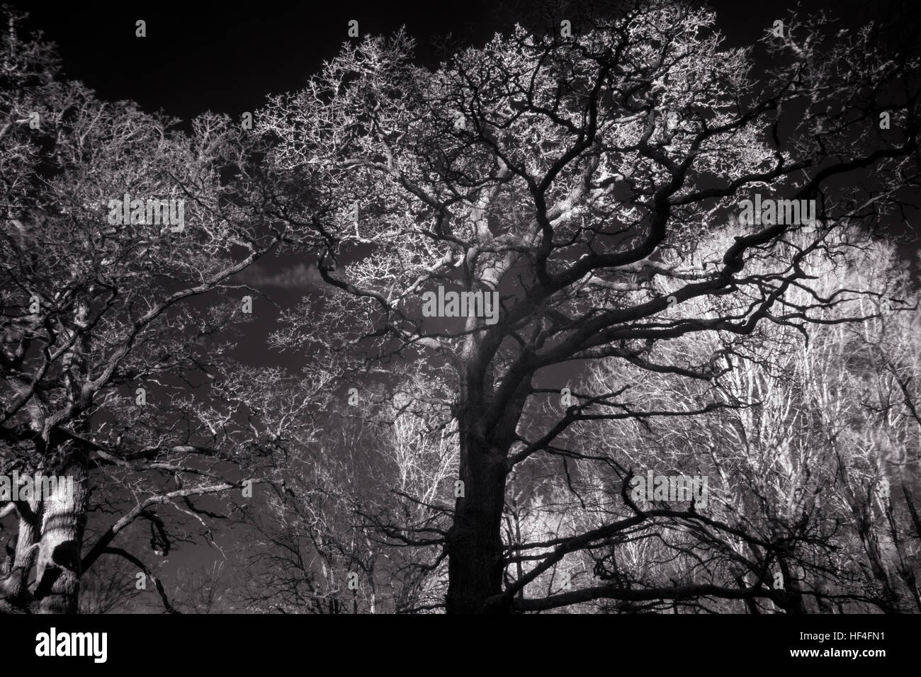 Forest in infrared in november Stock Photo - Alamy