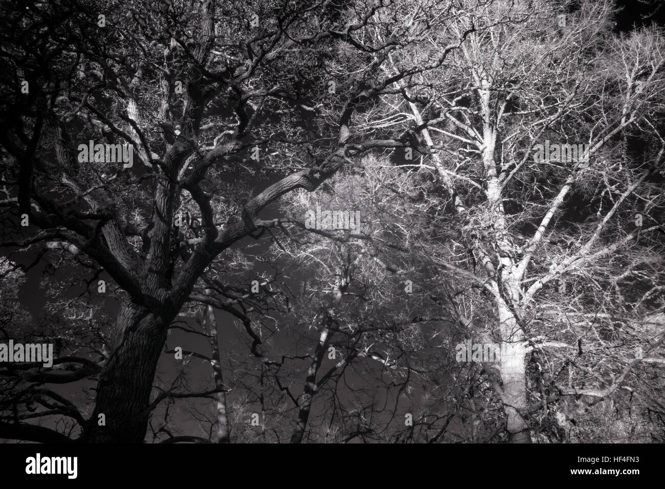 Thermal imaging forest hi-res stock photography and images - Alamy