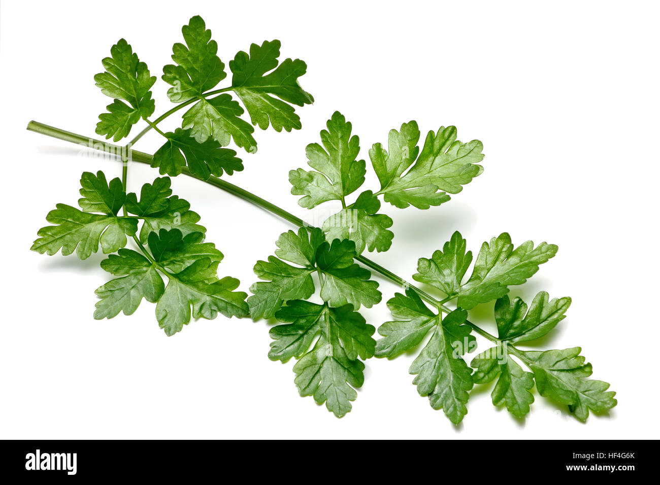 Parsley isolated on white background Stock Photo - Alamy