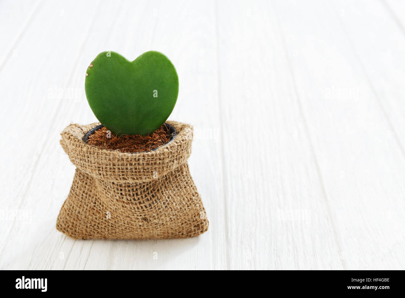 Green heart plant in pot with burlap sack on white wood table Stock ...