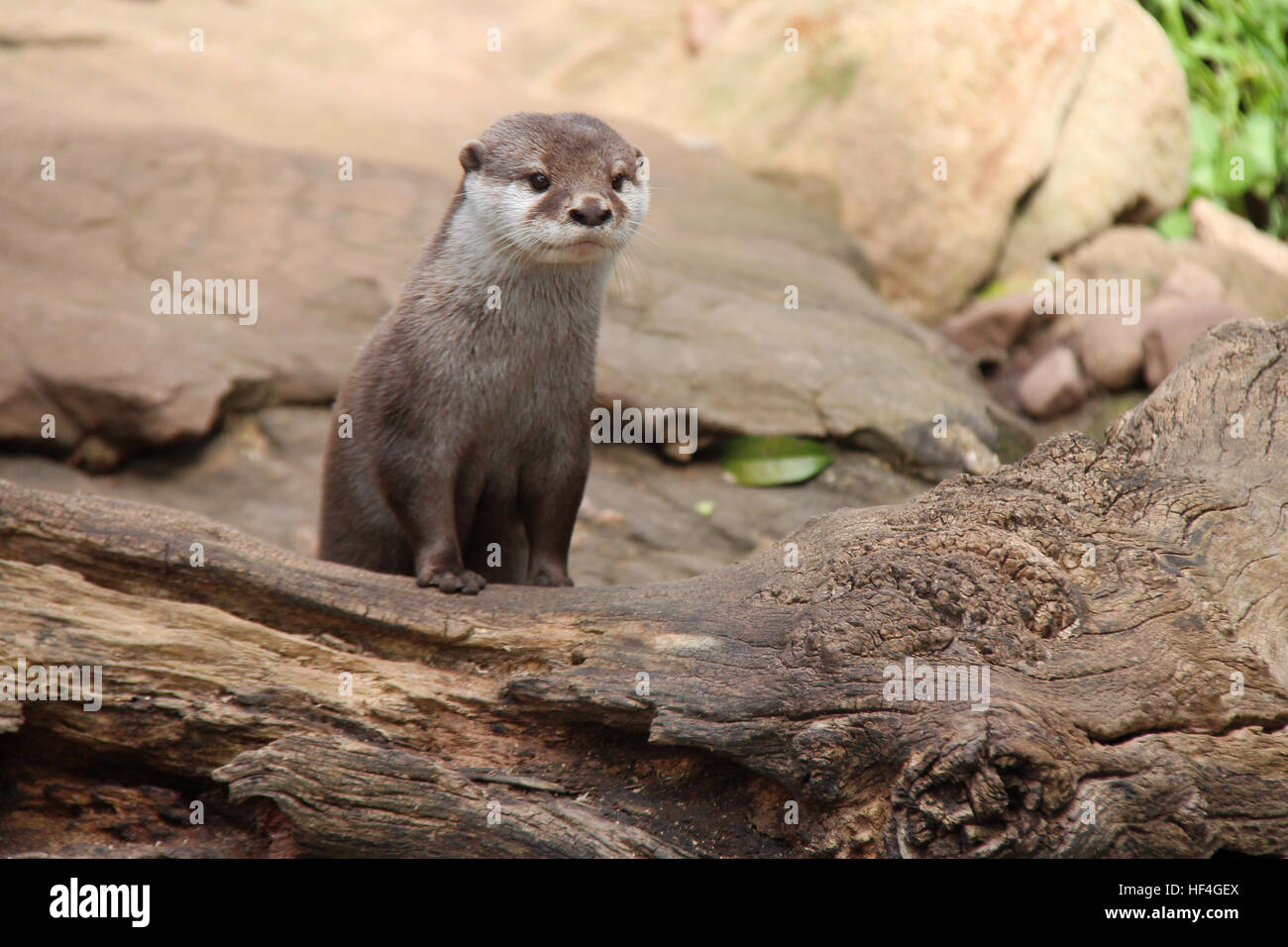 An otter in a zoo in Adelaide (Australia Stock Photo - Alamy