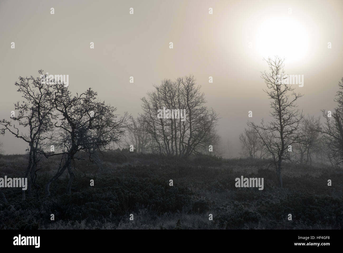 Sun in mist hi-res stock photography and images - Alamy
