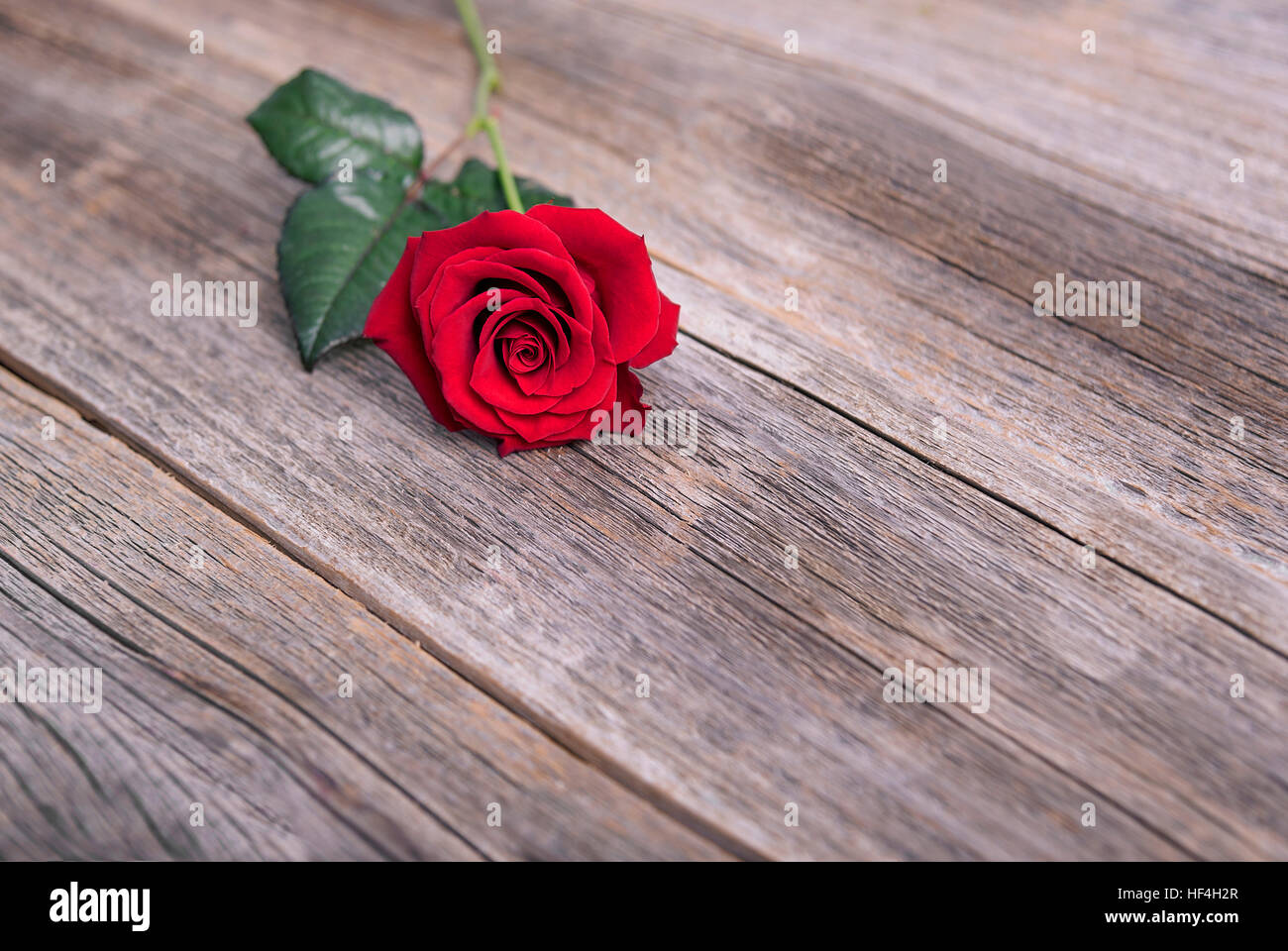 Rose wood texture hi-res stock photography and images - Alamy