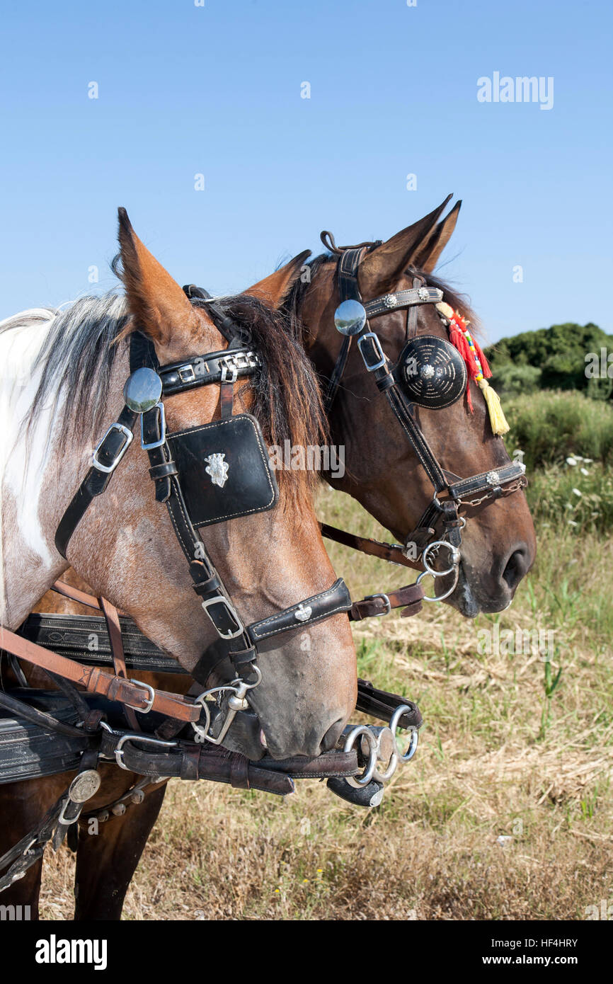 Two horses heads hi-res stock photography and images - Alamy