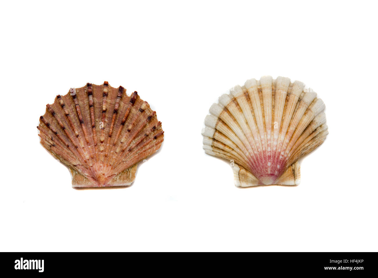 beautiful tropical shells on a white background Stock Photo - Alamy