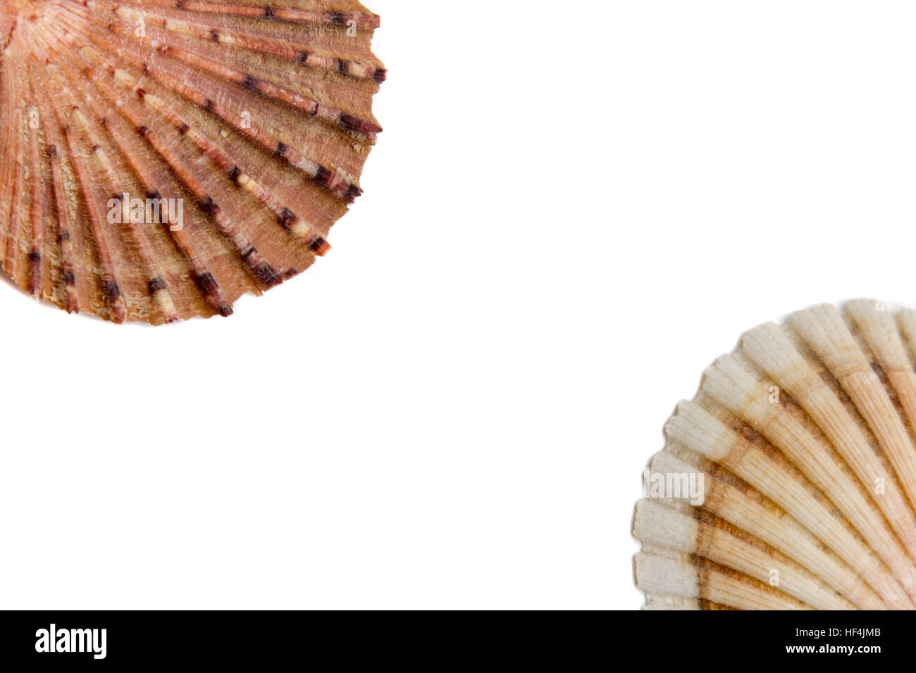 beautiful tropical shells on a white background Stock Photo - Alamy