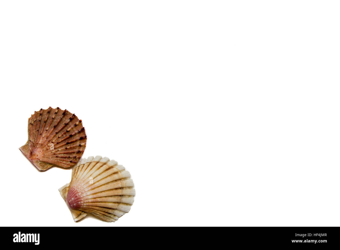 beautiful tropical shells on a white background Stock Photo - Alamy