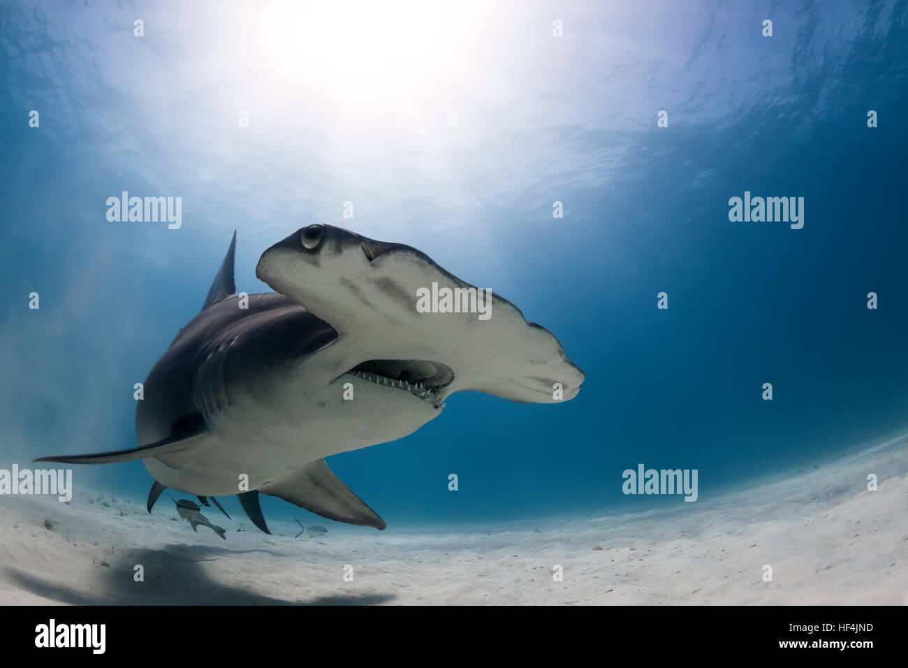 Great Hammerhead Shark - Sphyrna mokarran with a small remora ...