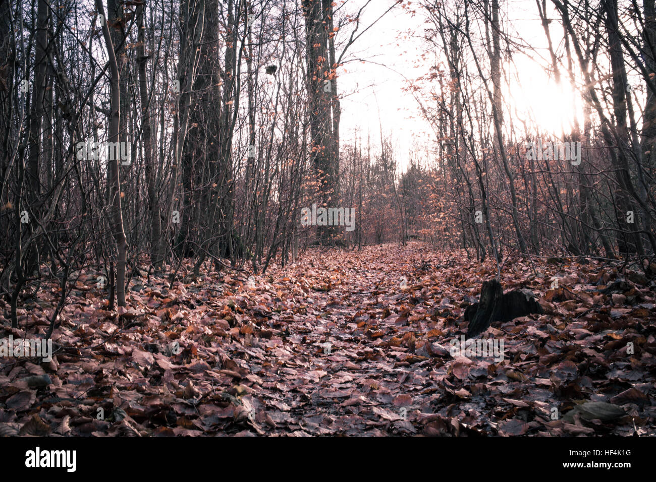 path into forest Stock Photo - Alamy