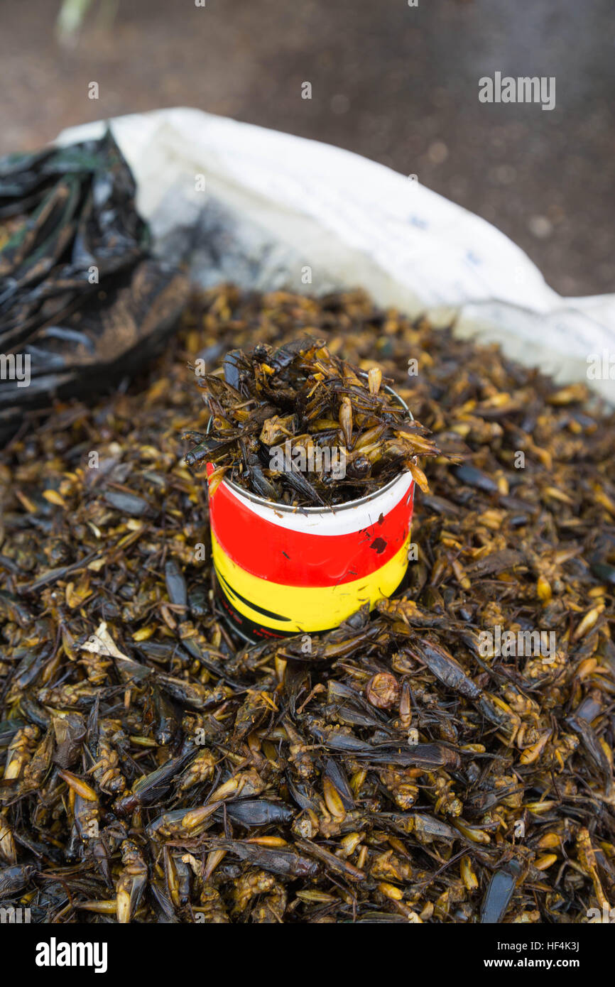 Some fried food insects, Myanmar Stock Photo - Alamy