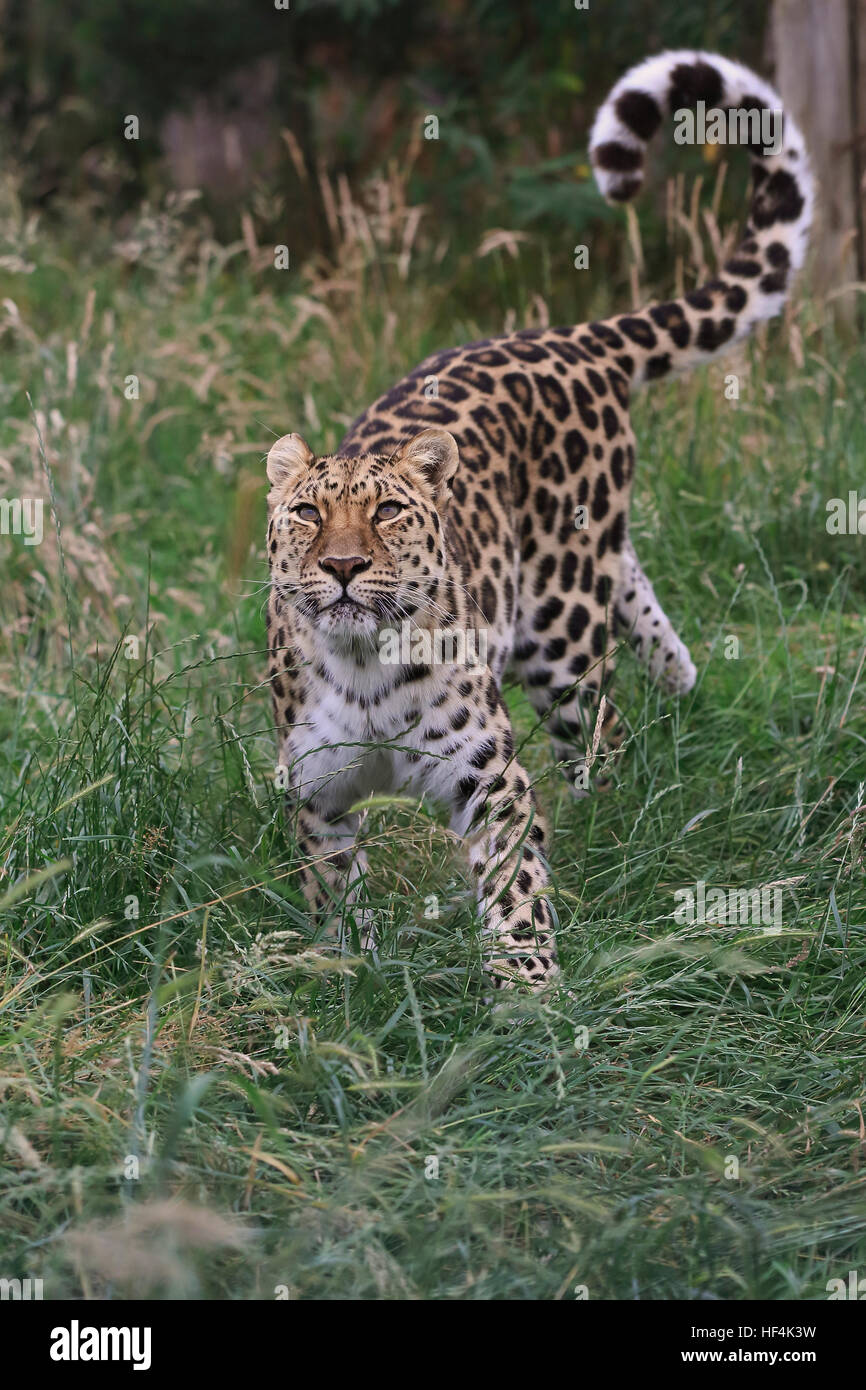 Amur leopard wildlife hi-res stock photography and images - Alamy