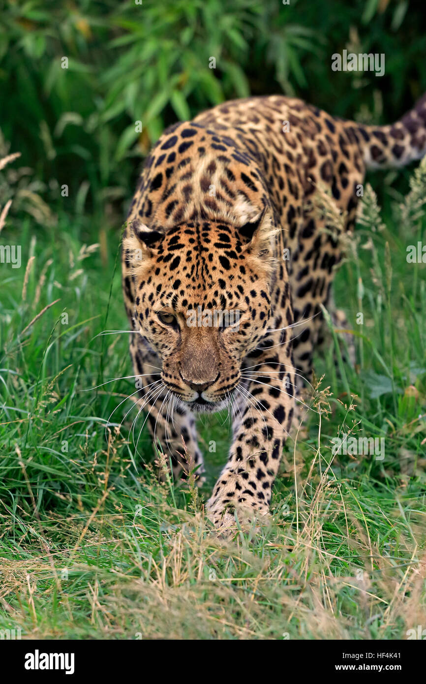 Amur leopard panthera pardus orientalis hi-res stock photography and ...