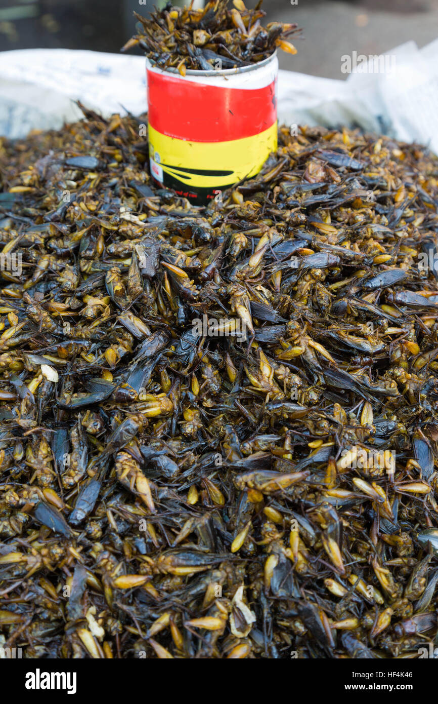 Some kind of fried food insects, Myanmar Stock Photo - Alamy
