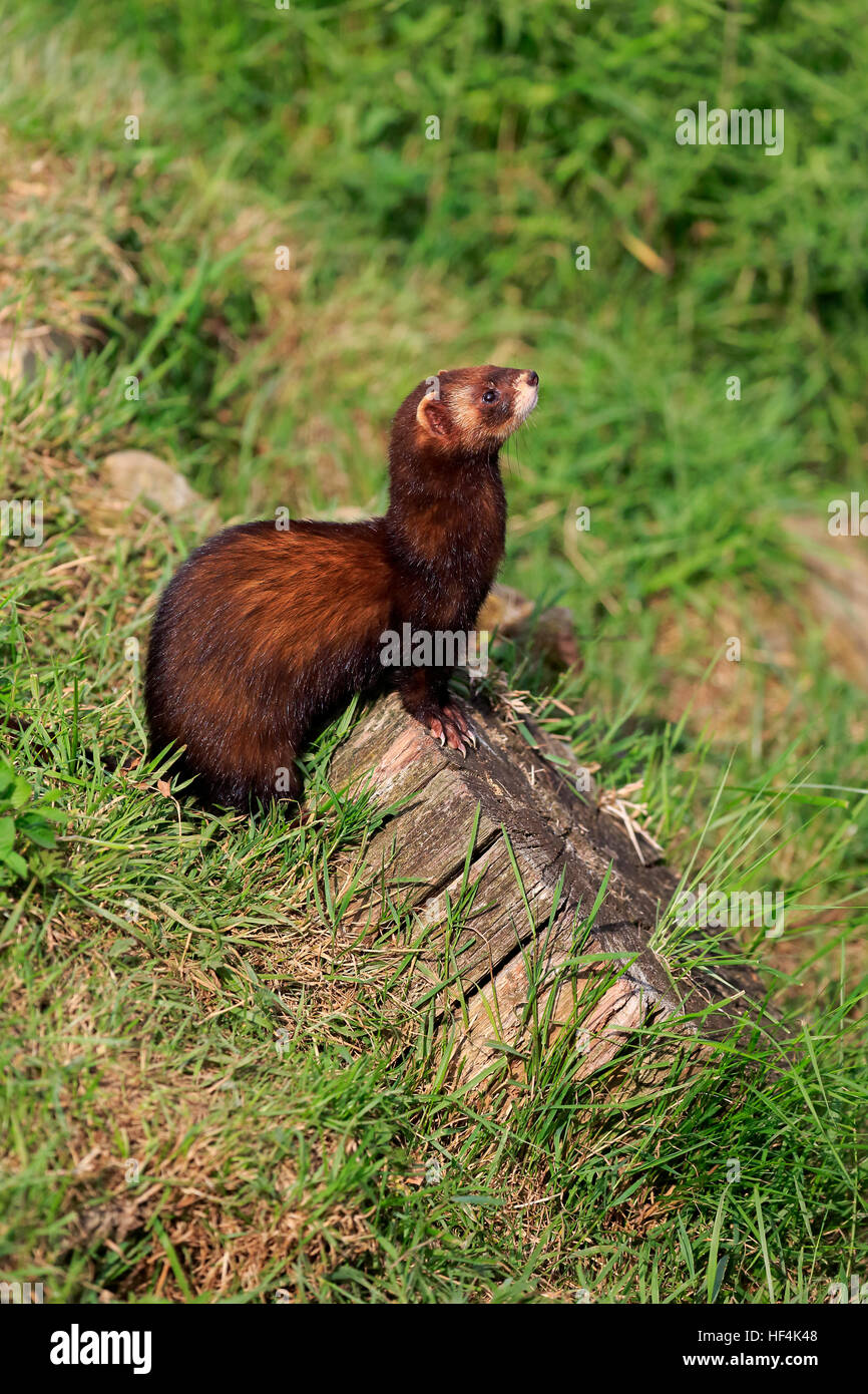 Wild polecat hi-res stock photography and images - Alamy