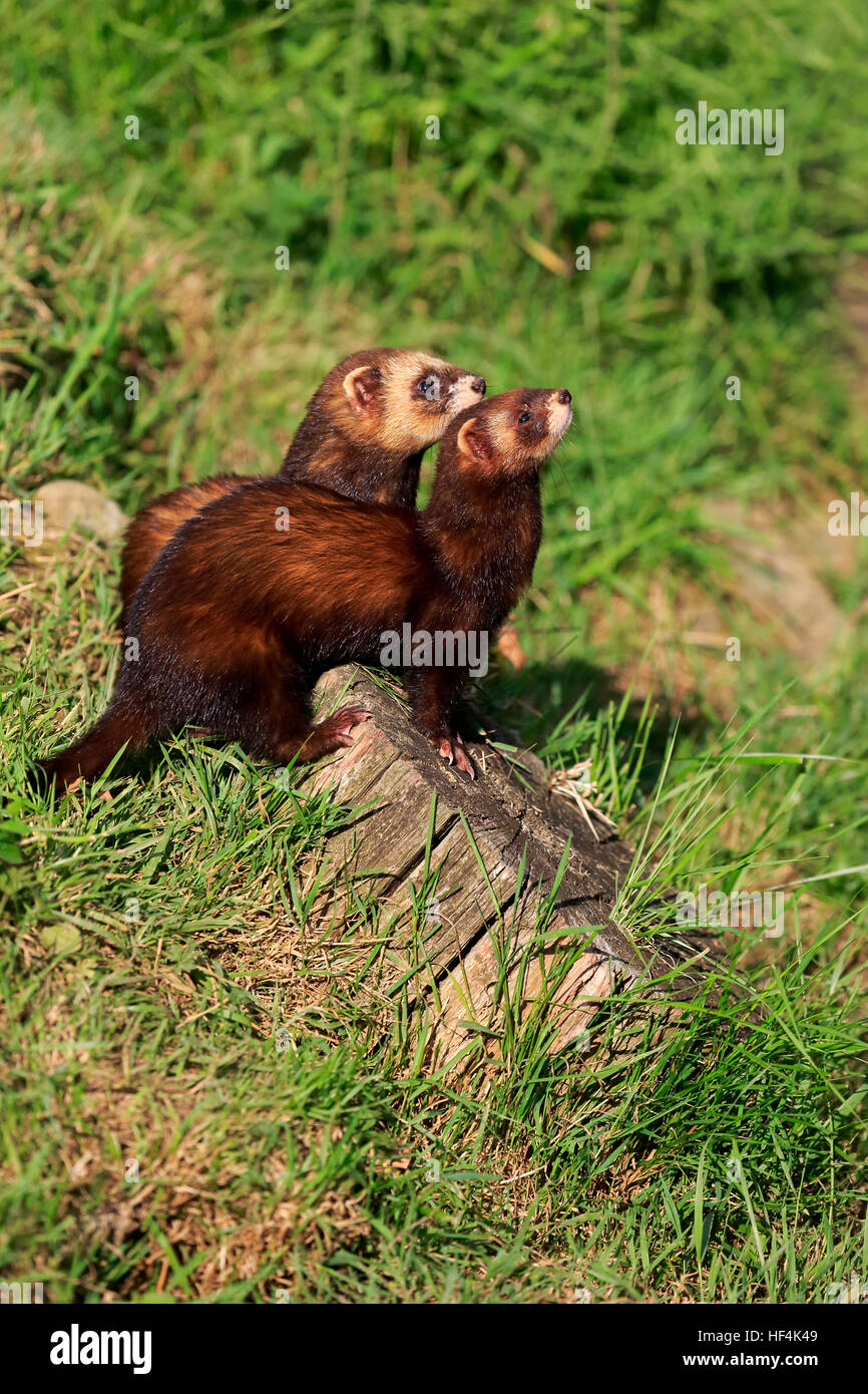 Polecats hi-res stock photography and images - Alamy