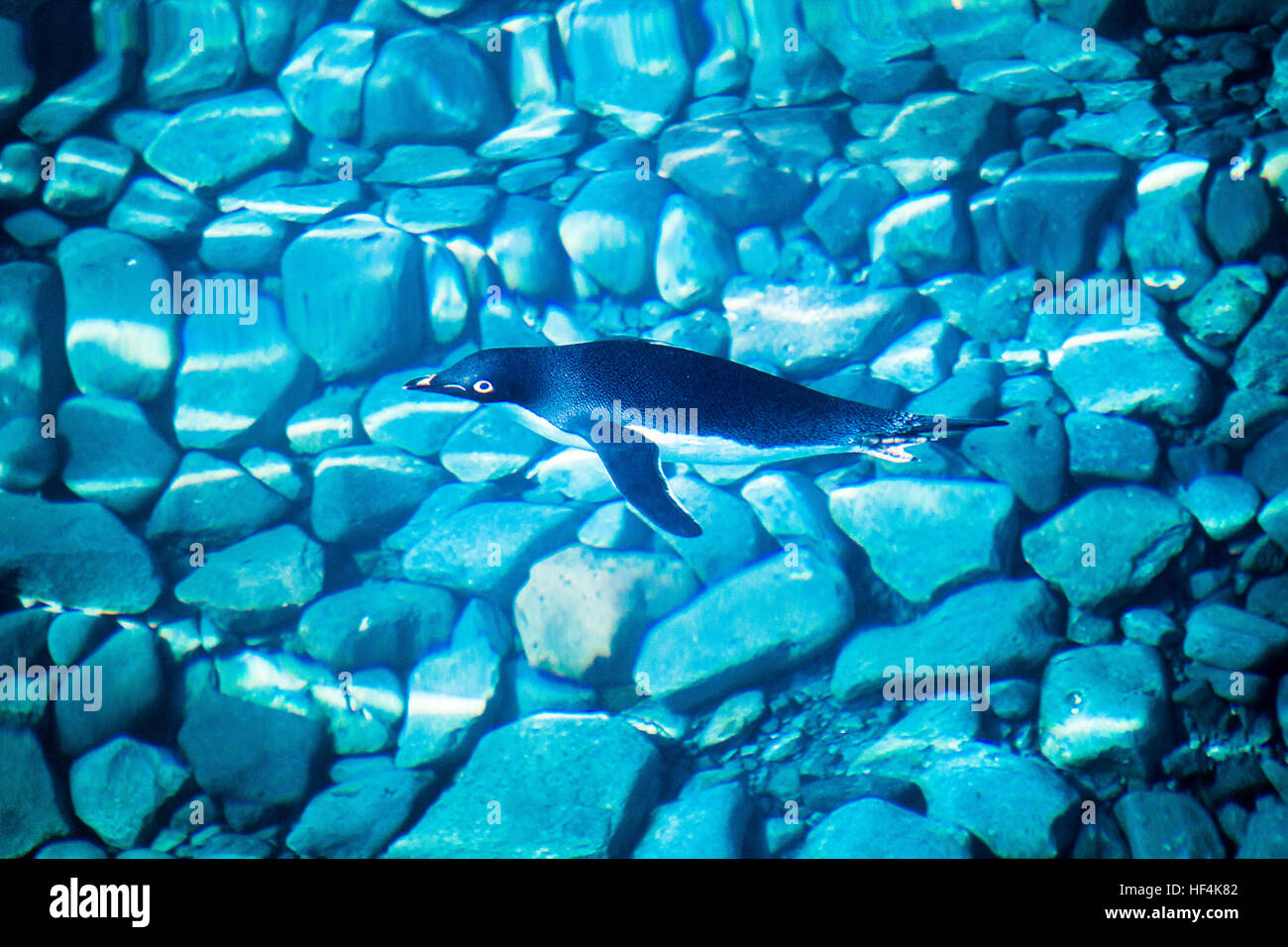 Penguins swim underwater above water hi-res stock photography and ...