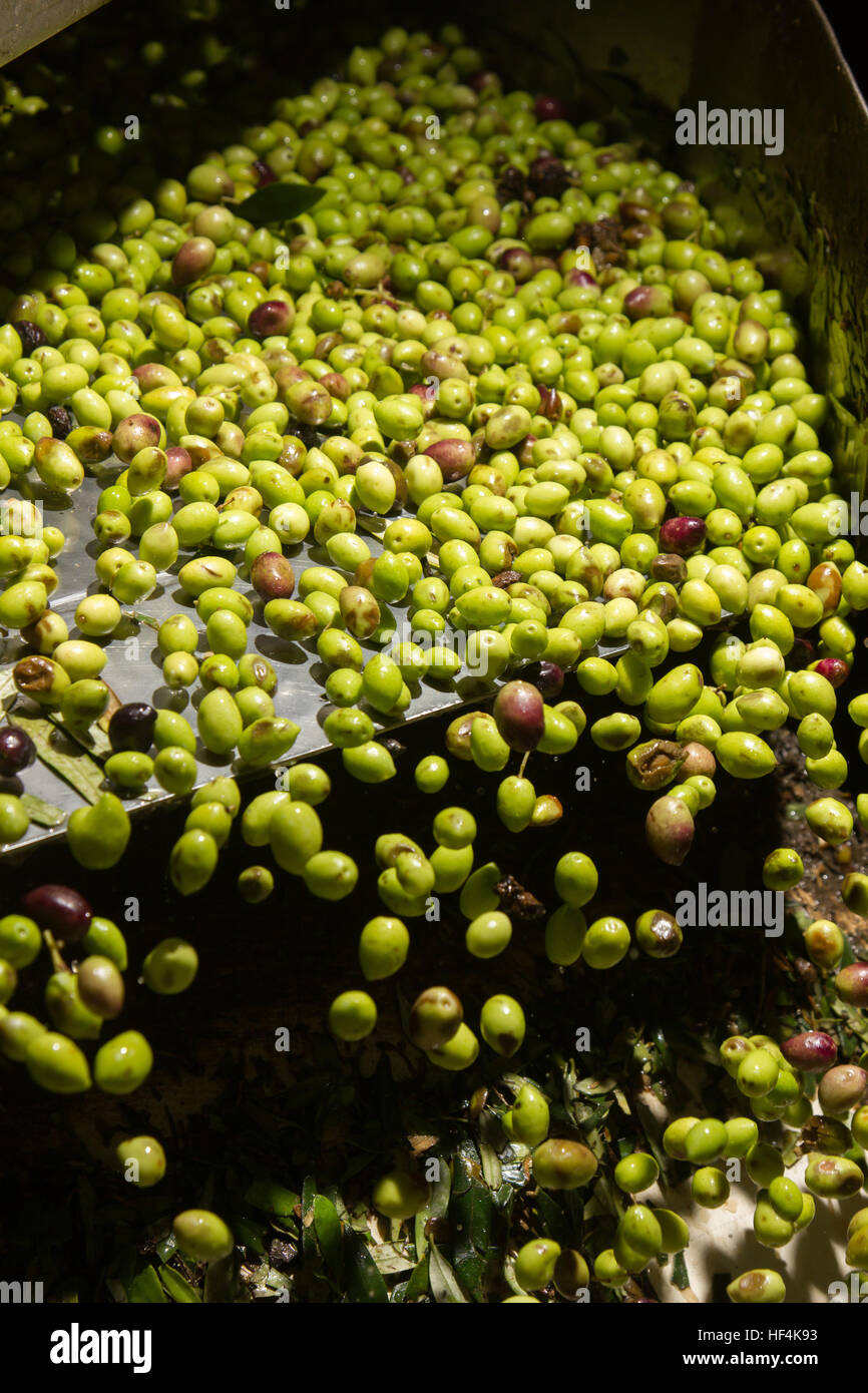 Extracting olive oil hi-res stock photography and images - Alamy