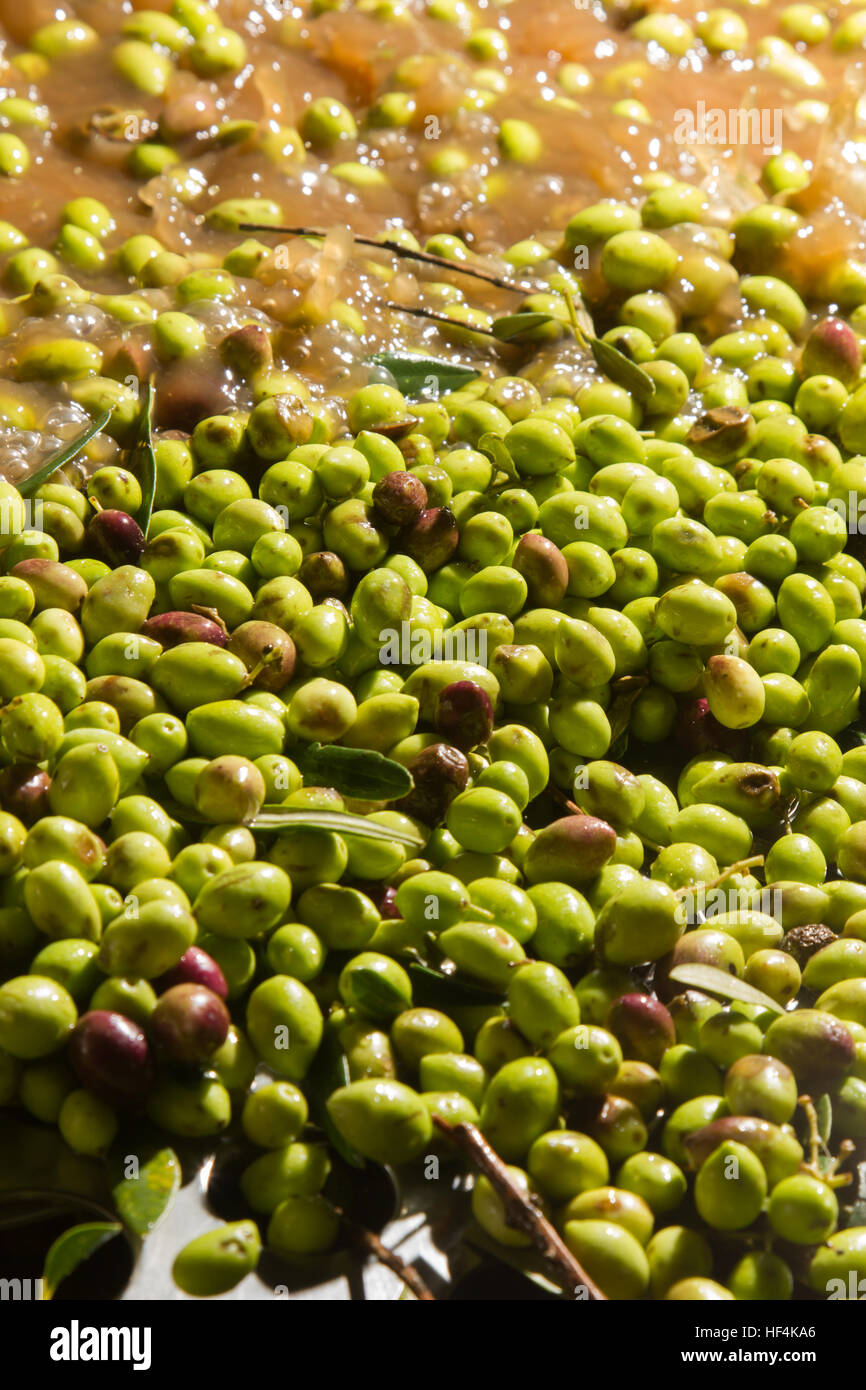 Extracting olive oil hi-res stock photography and images - Alamy