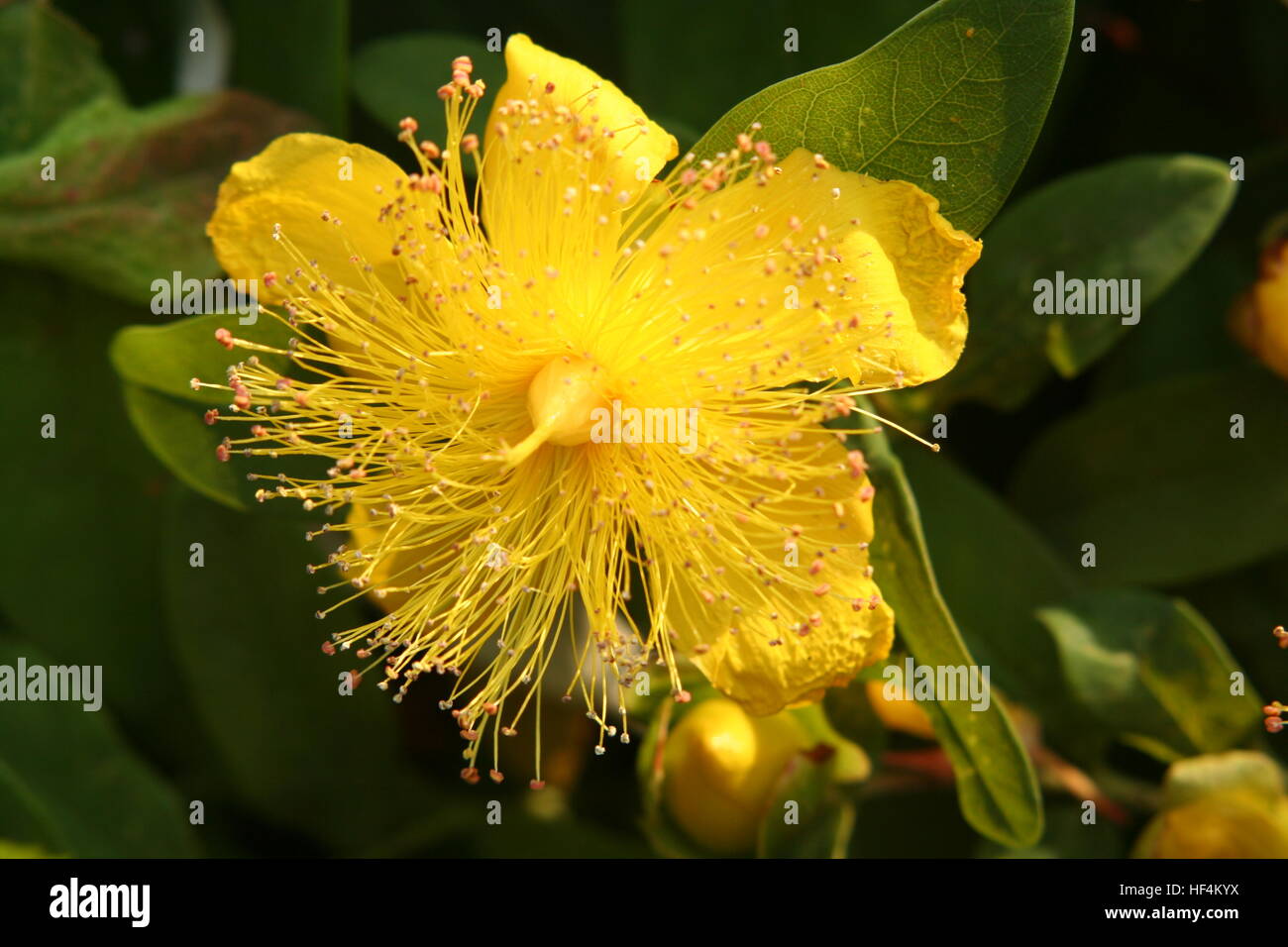 yellow health flower - close-up Stock Photo - Alamy