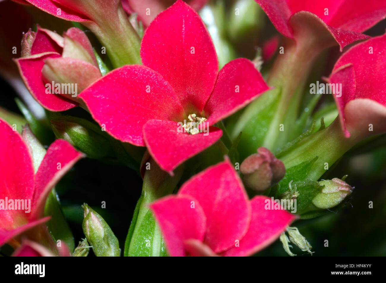 Flammendes kathchen hi-res stock photography and images - Alamy