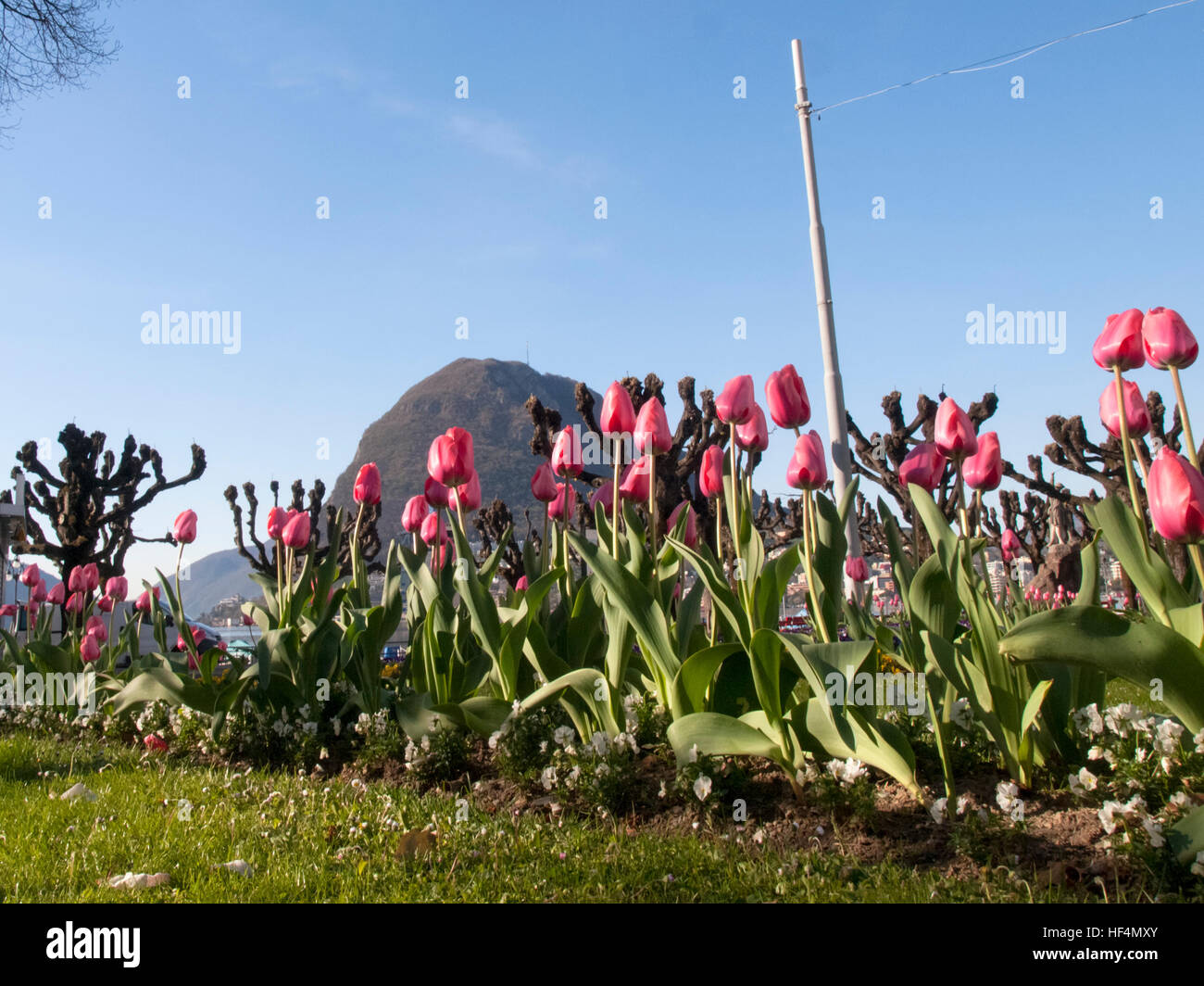 Lugano, Switzerland: Parco Ciani, city garden with fresh flowers of the ...